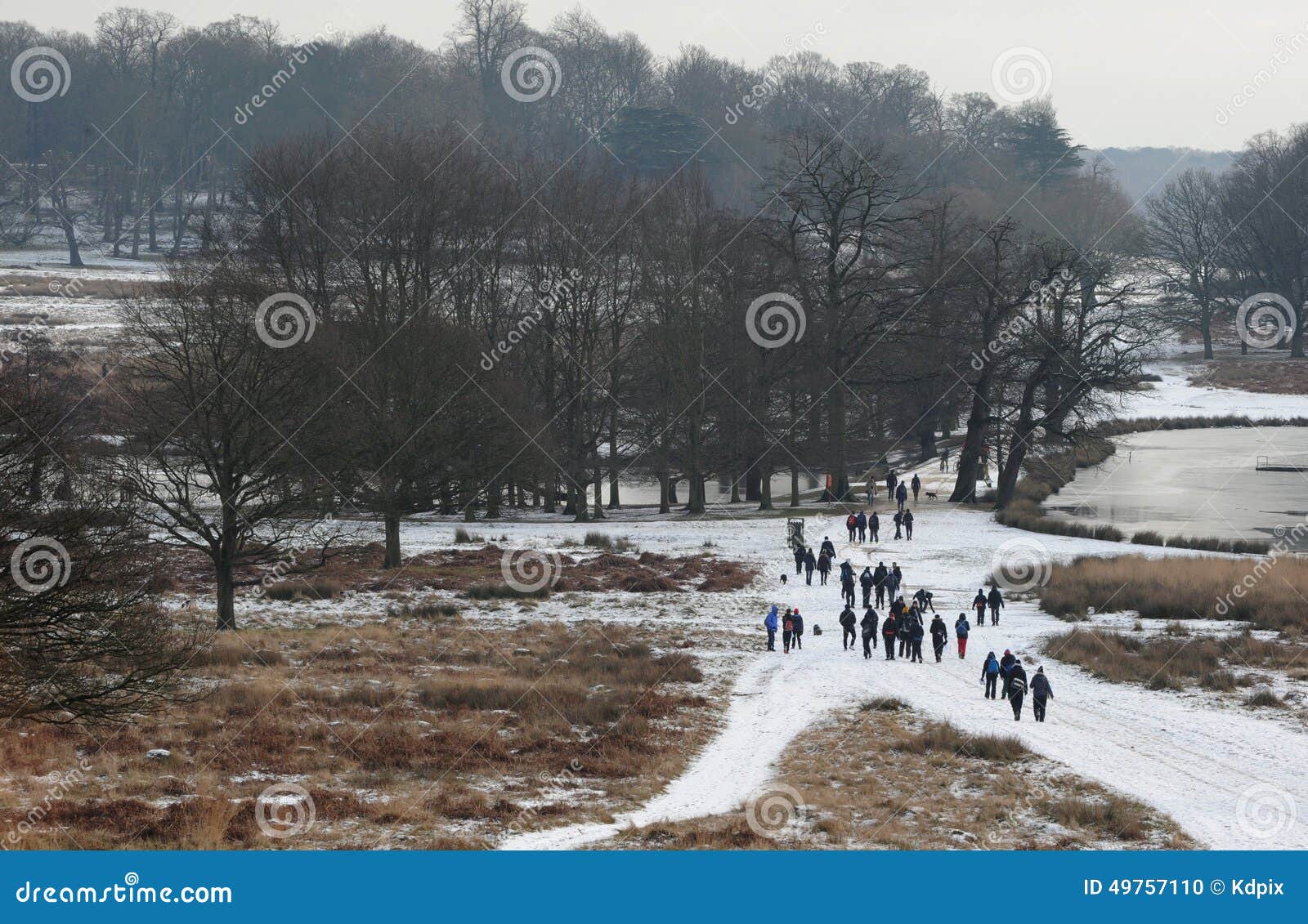 Richmond park in the snow stock photo. Image of london - 49757110