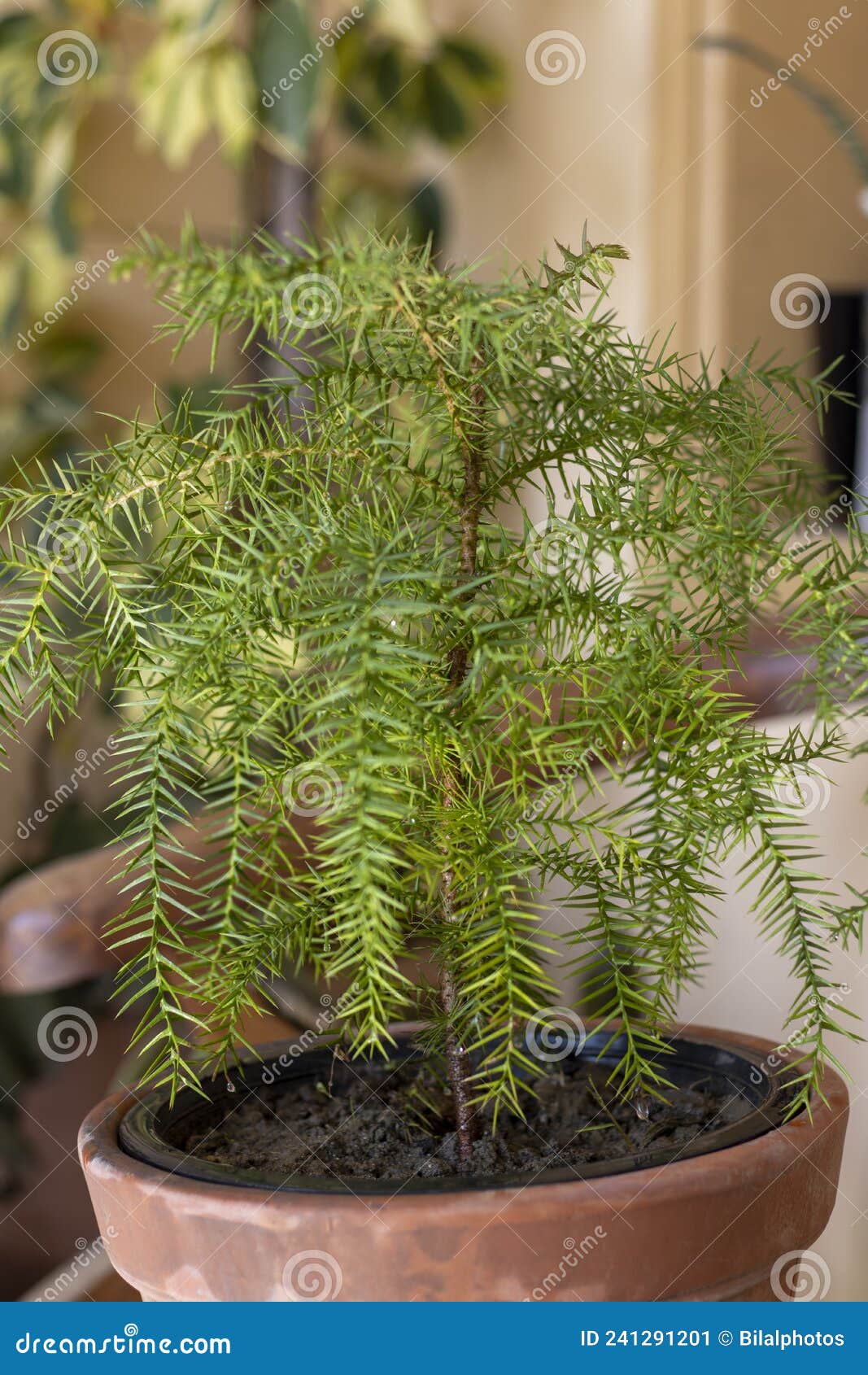 Richmond River Pine or Colonial Pine Tree in a Pot Stock Image - Image ...