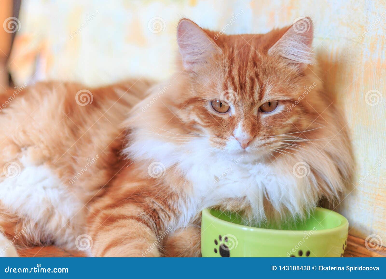 Cute red cat stock photo. Image of cute, animal, housecat - 143108438