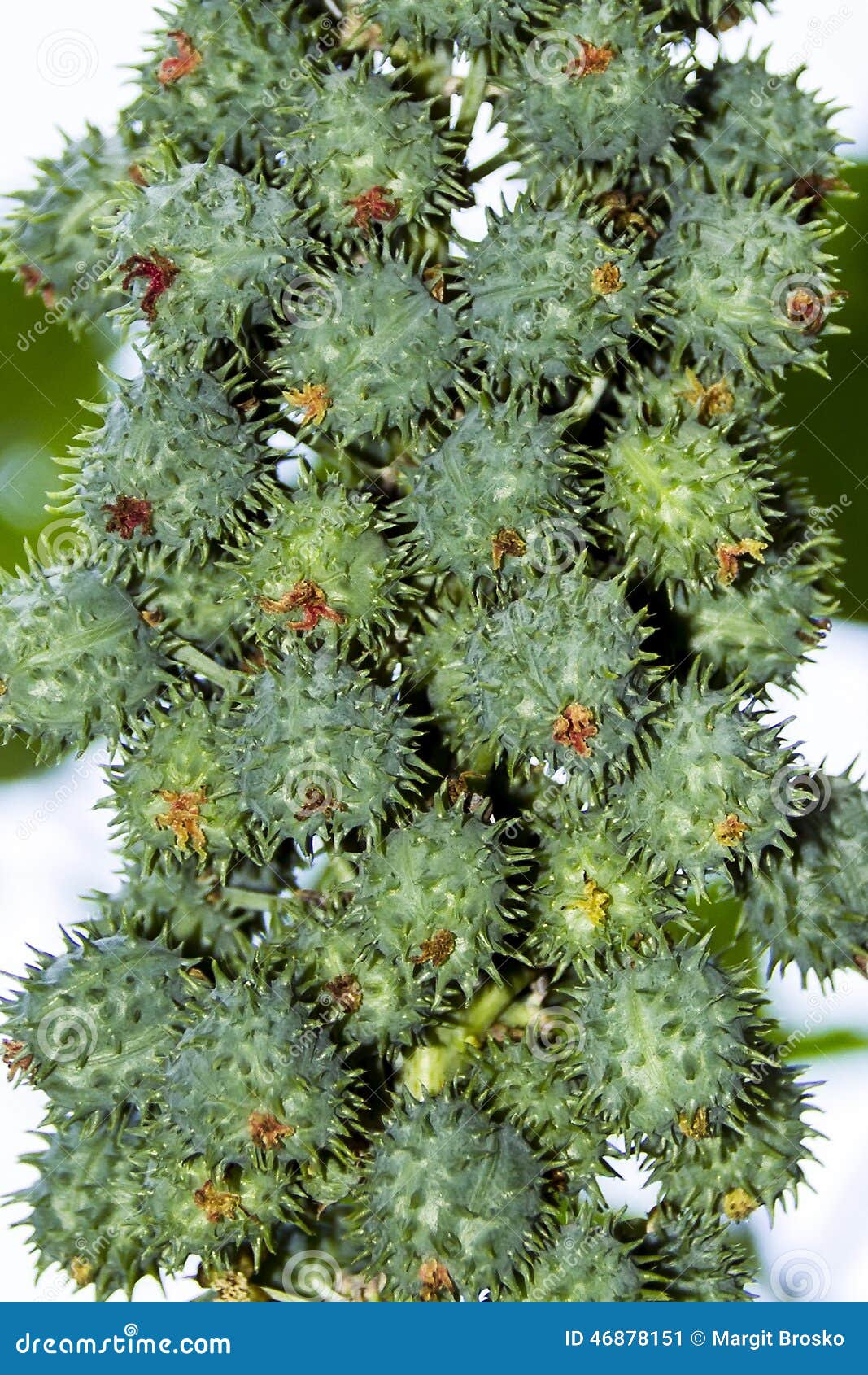 Ricino immagine stock. Immagine di veleno, seme, rotella - 46878151