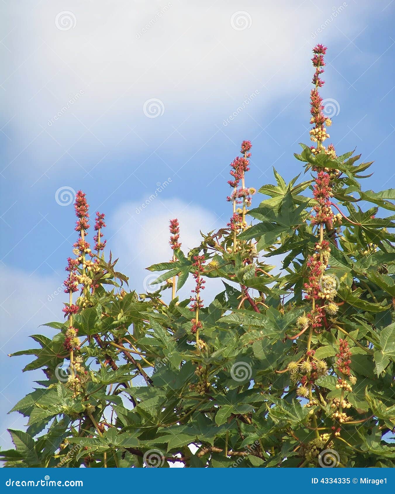 Ricino. Ricinus Communis. imagen de archivo. Imagen de echador - 4334335