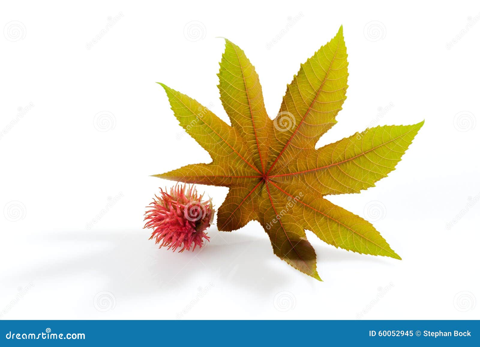 Ricino, Ricinus Communis, Pianta Medicinale Immagine Stock - Immagine ...