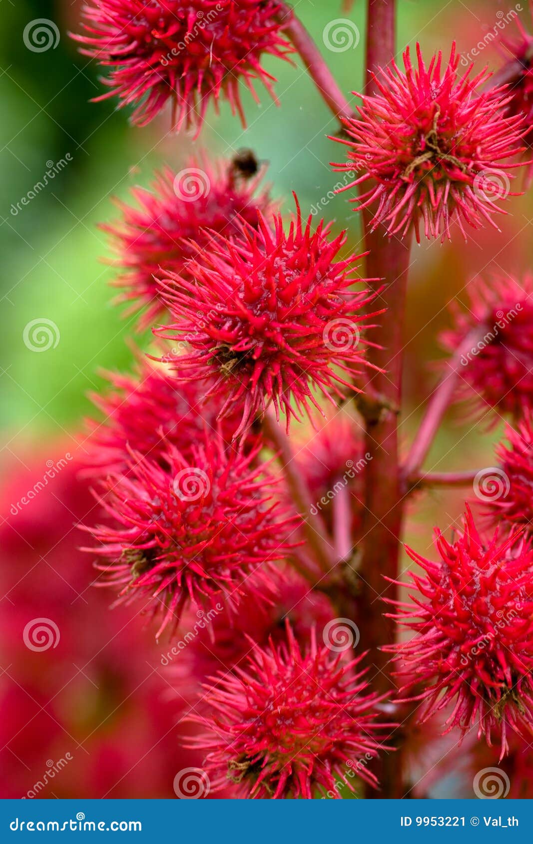 Ricinus communis stock image. Image of foliage, nature - 9953221