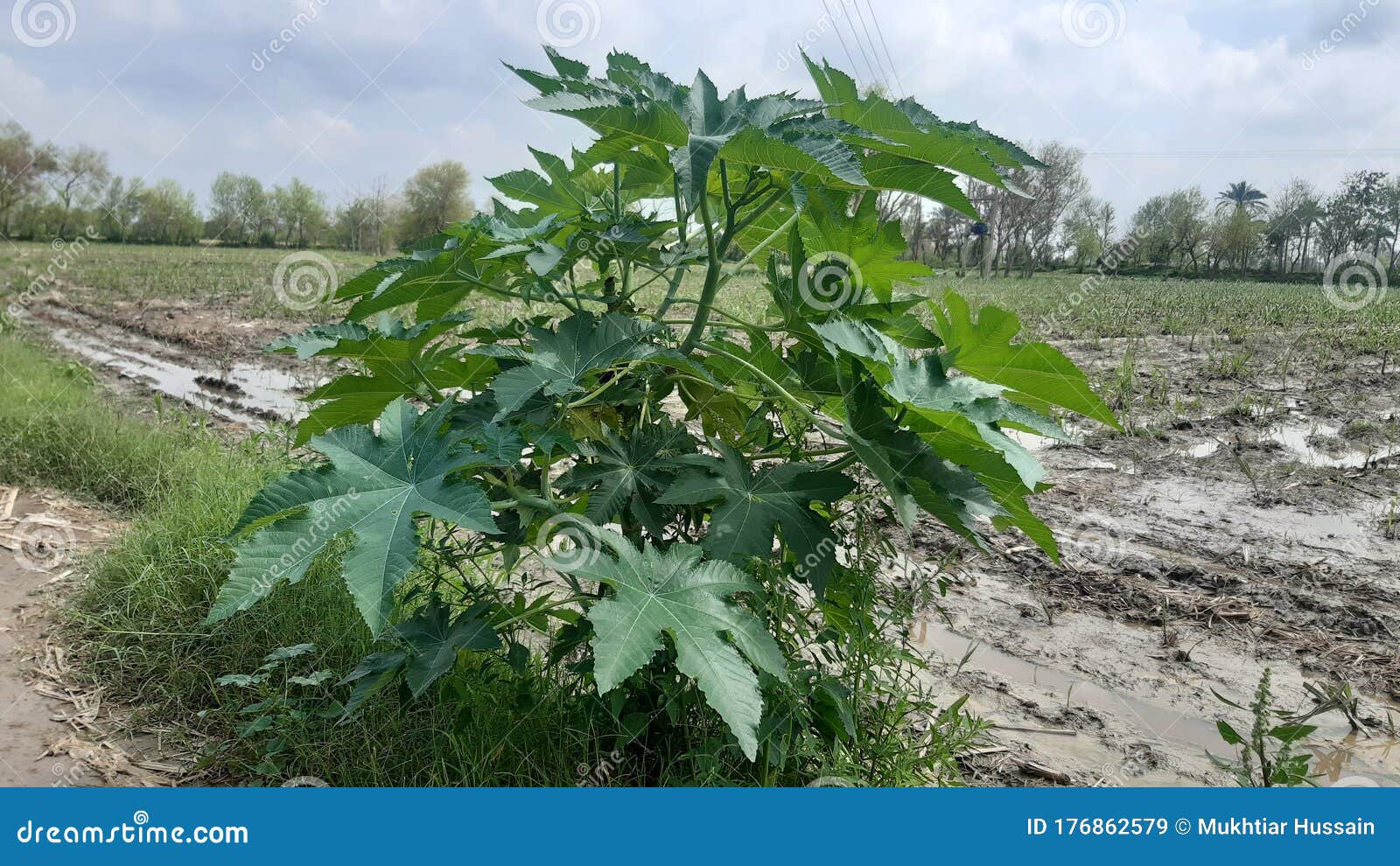 Ricinus Communis (African Wonder Tree, Castor Bean, Castor Bean ...