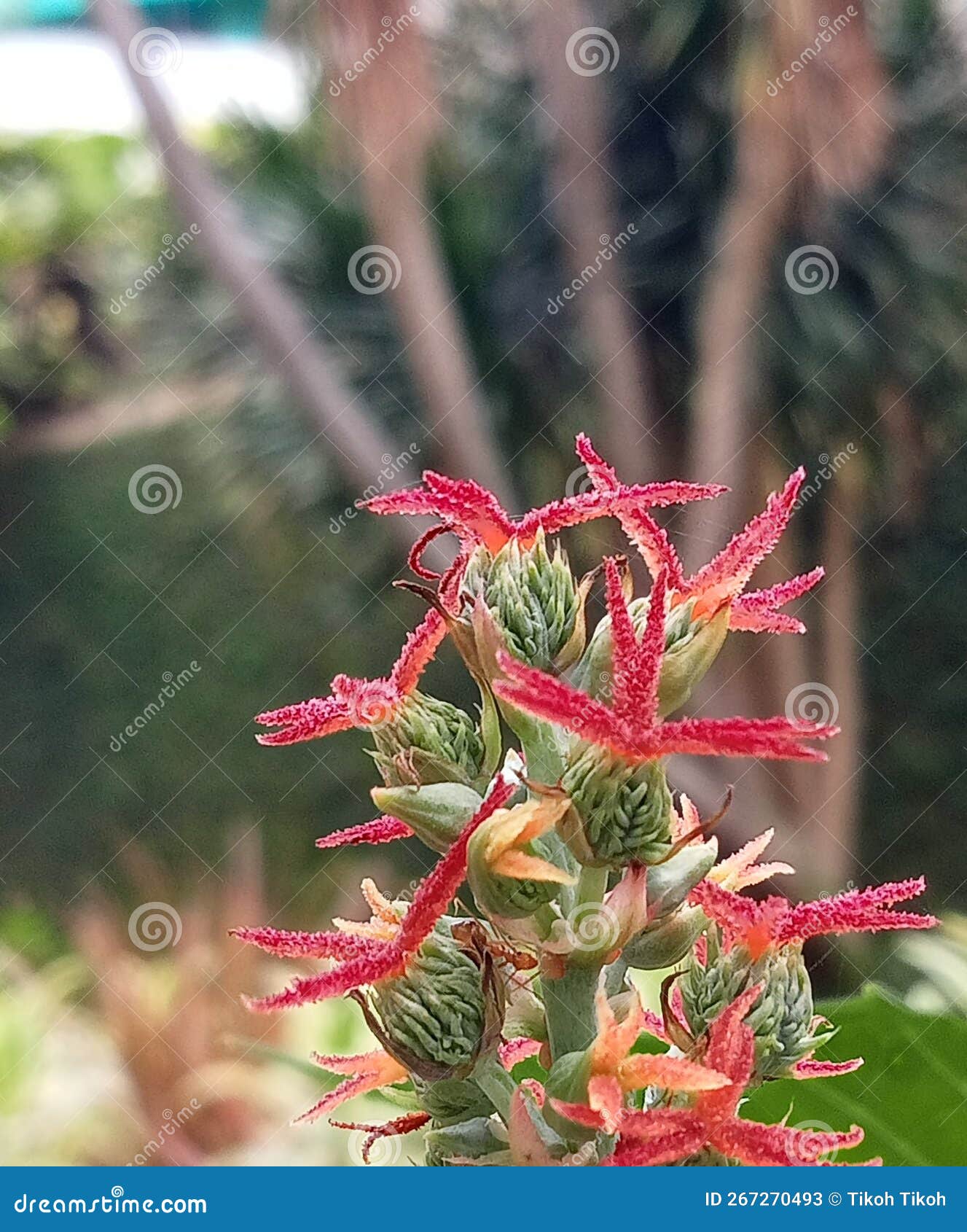 Ricinus Communis Castor Flower Seeds Stock Image - Image of nature ...