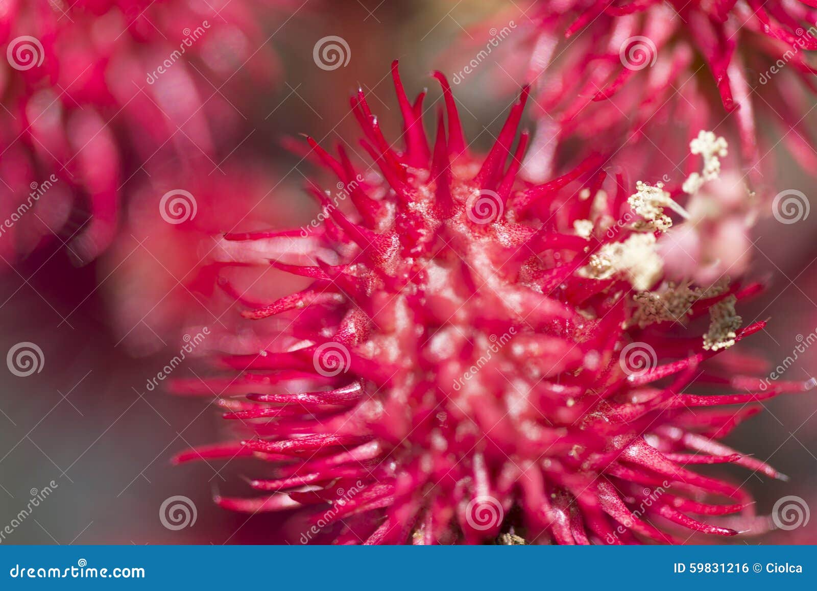 Ricinus communis stock photo. Image of agricultural, communis - 59831216