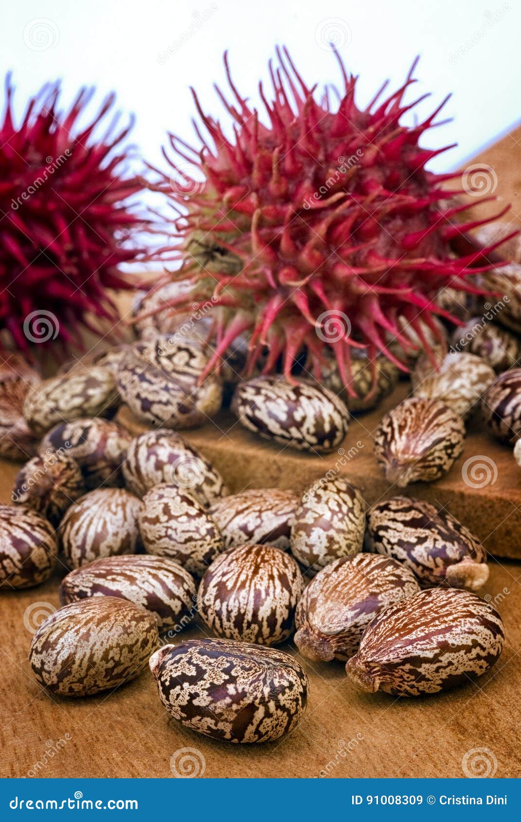 Ricinus Communis Dei Semi Di Ricino Immagine Stock - Immagine di ...