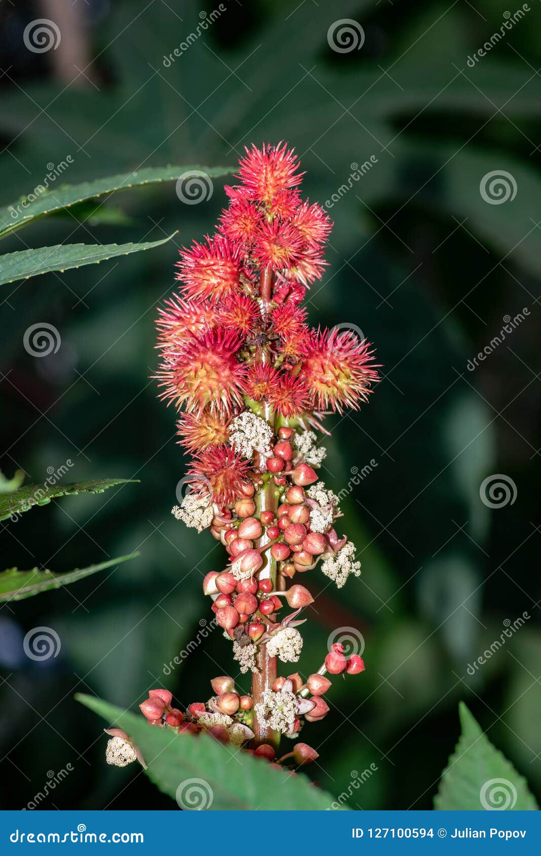 Ricinus Communis, Die Rizinuspflanze Oder Der Rizinus Stockfoto - Bild ...