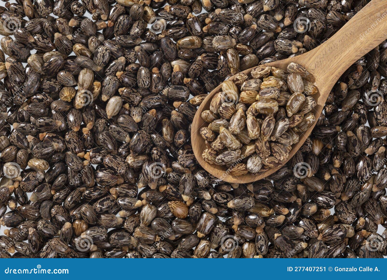 Ricinus Communis - Dried Seeds of the Fruit of the Castor Bean Plant ...