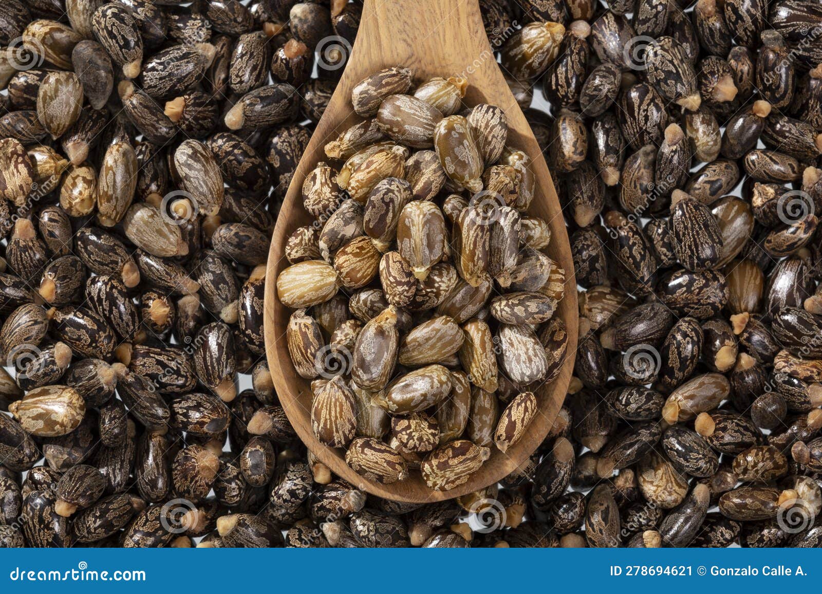 Ricinus Communis â€“ Dried Seeds of the Fruit of the Castor Bean Plant ...