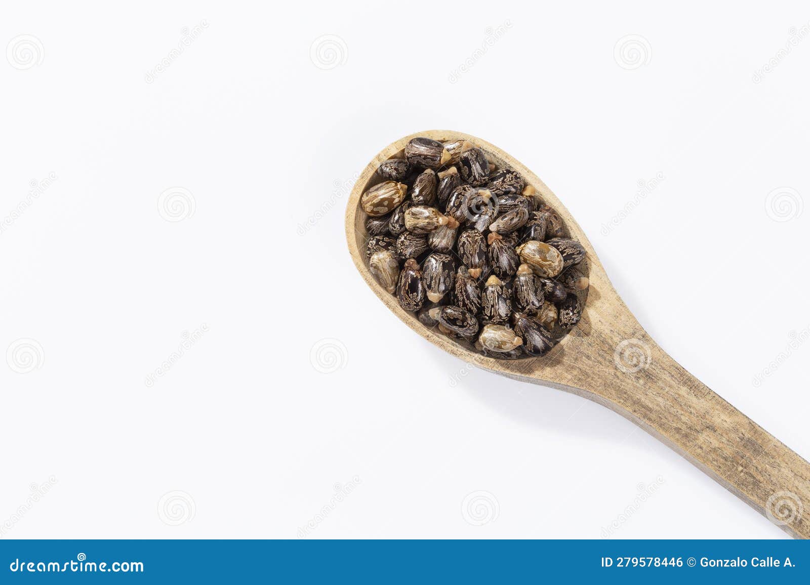 Ricinus Communis â€“ Dried Seeds of the Fruit of the Castor Bean Plant ...