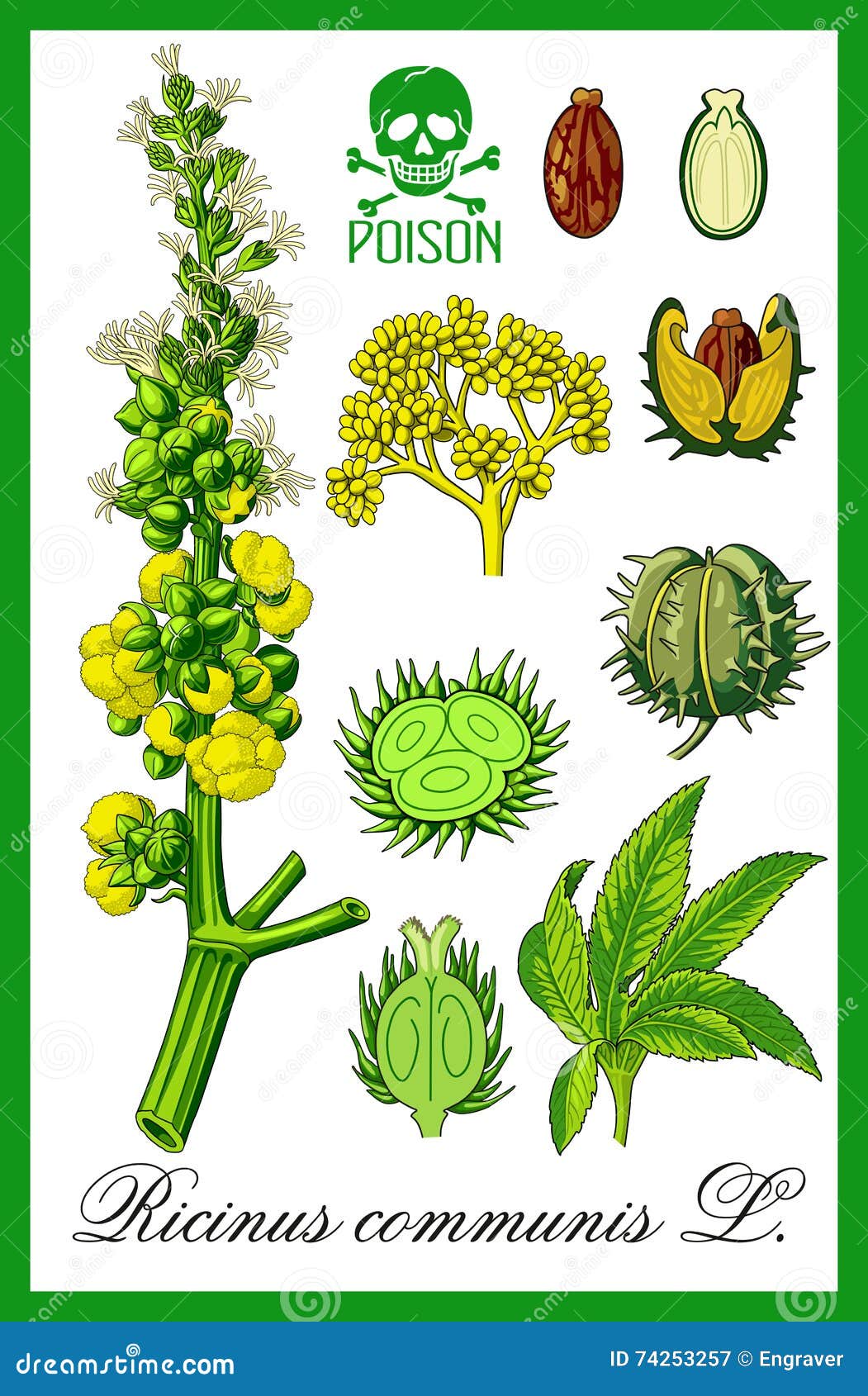 Ricinus communis herbal stock vector. Illustration of plant - 74253257