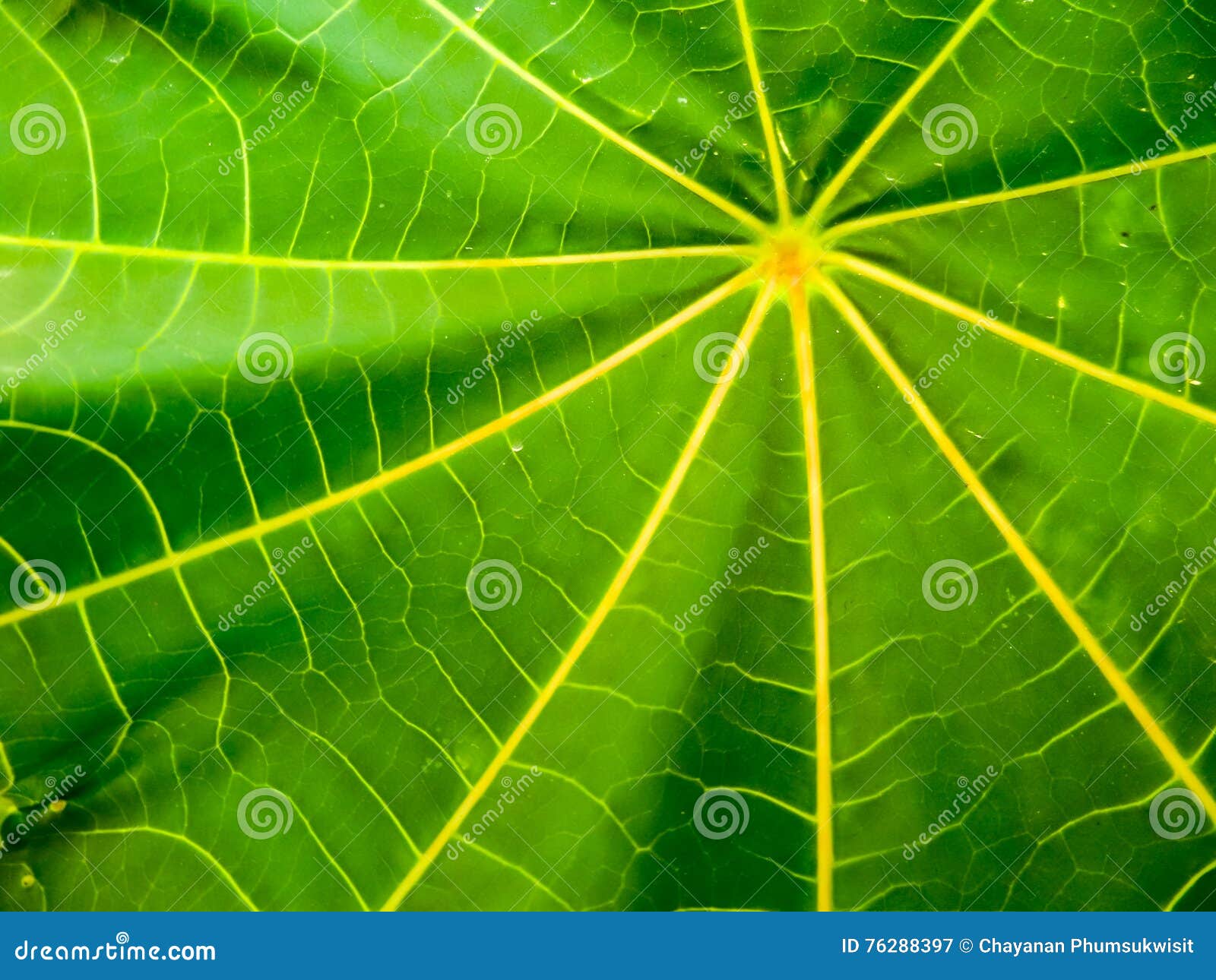 Ricinus Communis Leaf Detail on Surface Stock Image - Image of herb ...