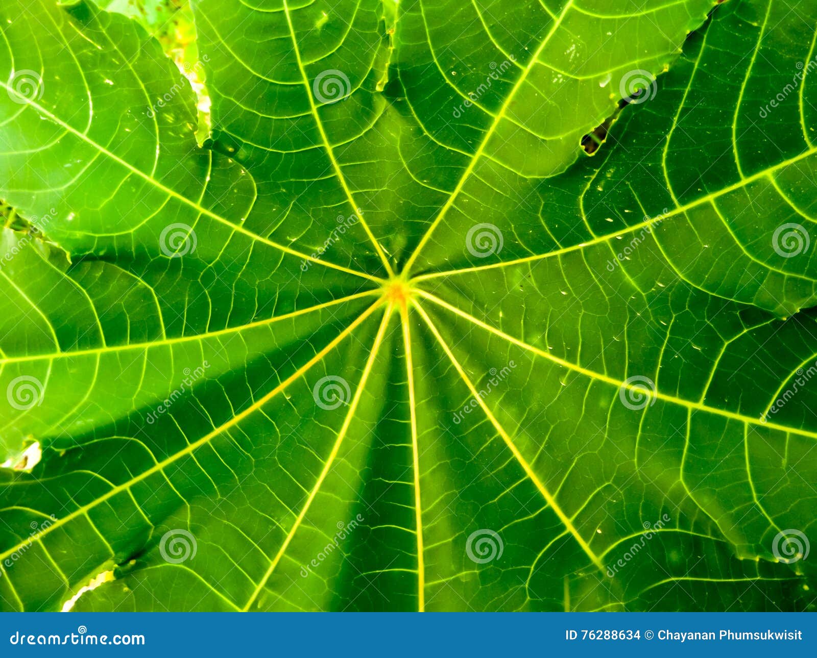 Ricinus Communis Leaf Detail on Surface Stock Photo - Image of leaf ...
