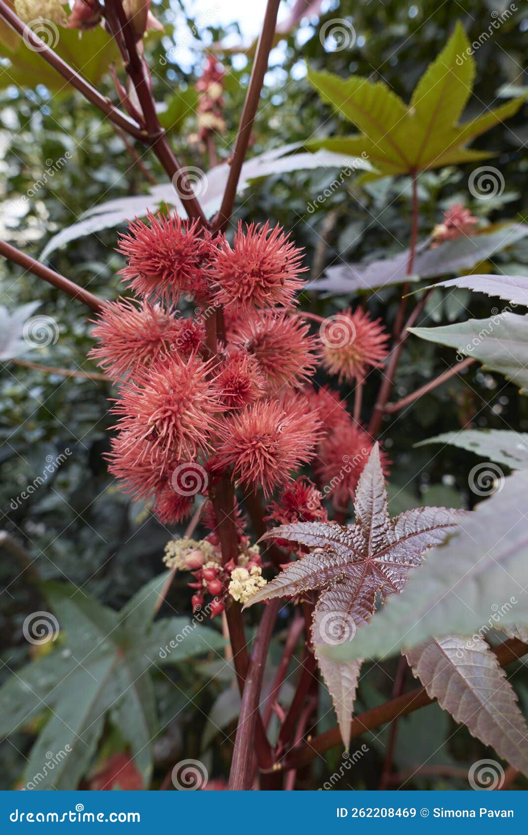 Ricinus Communis Branch Close Up Stock Image - Image of garden ...