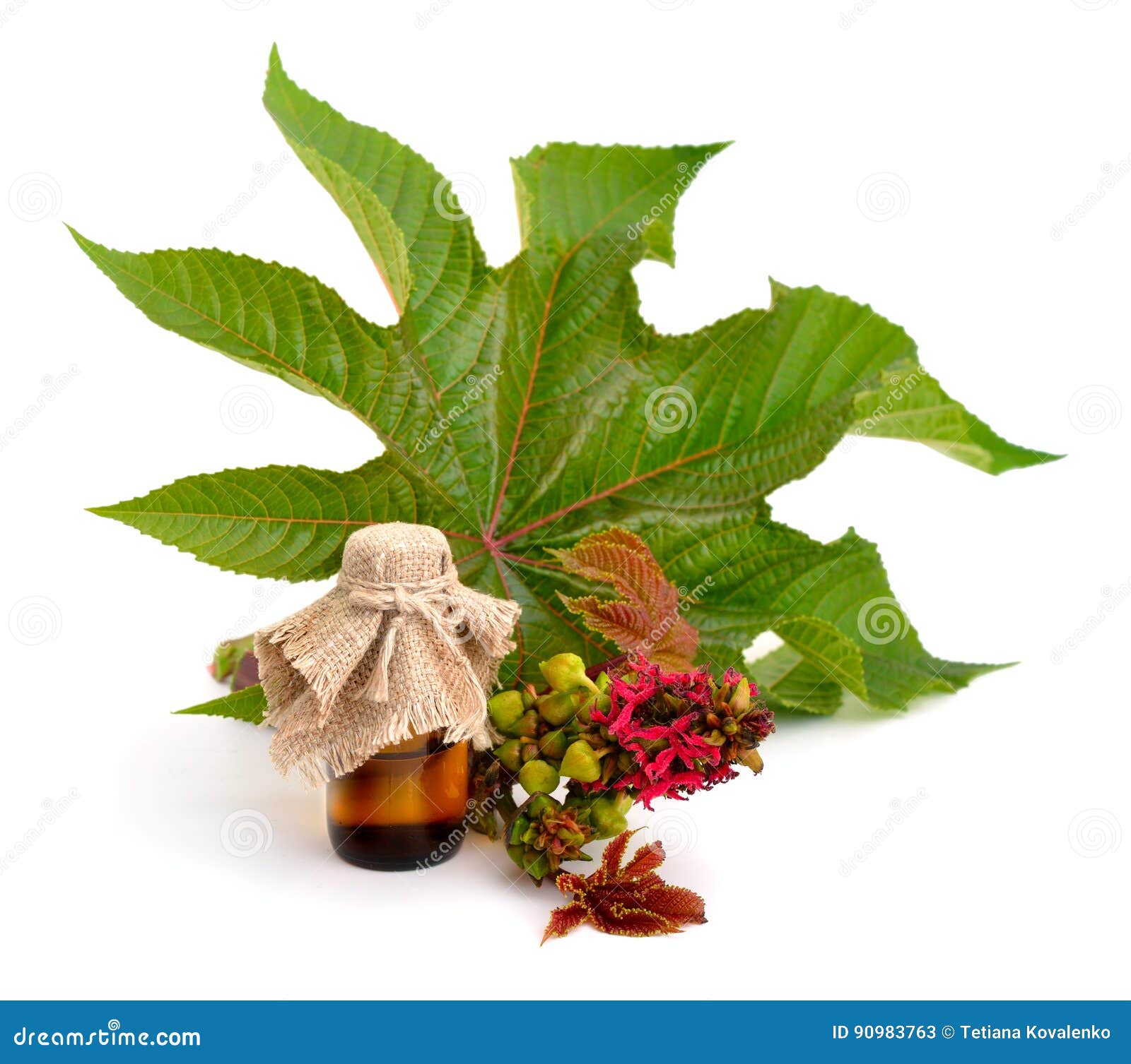Ricinus Communis, Rizinuspflanze Oder Rizinus Stockbild - Bild von ...