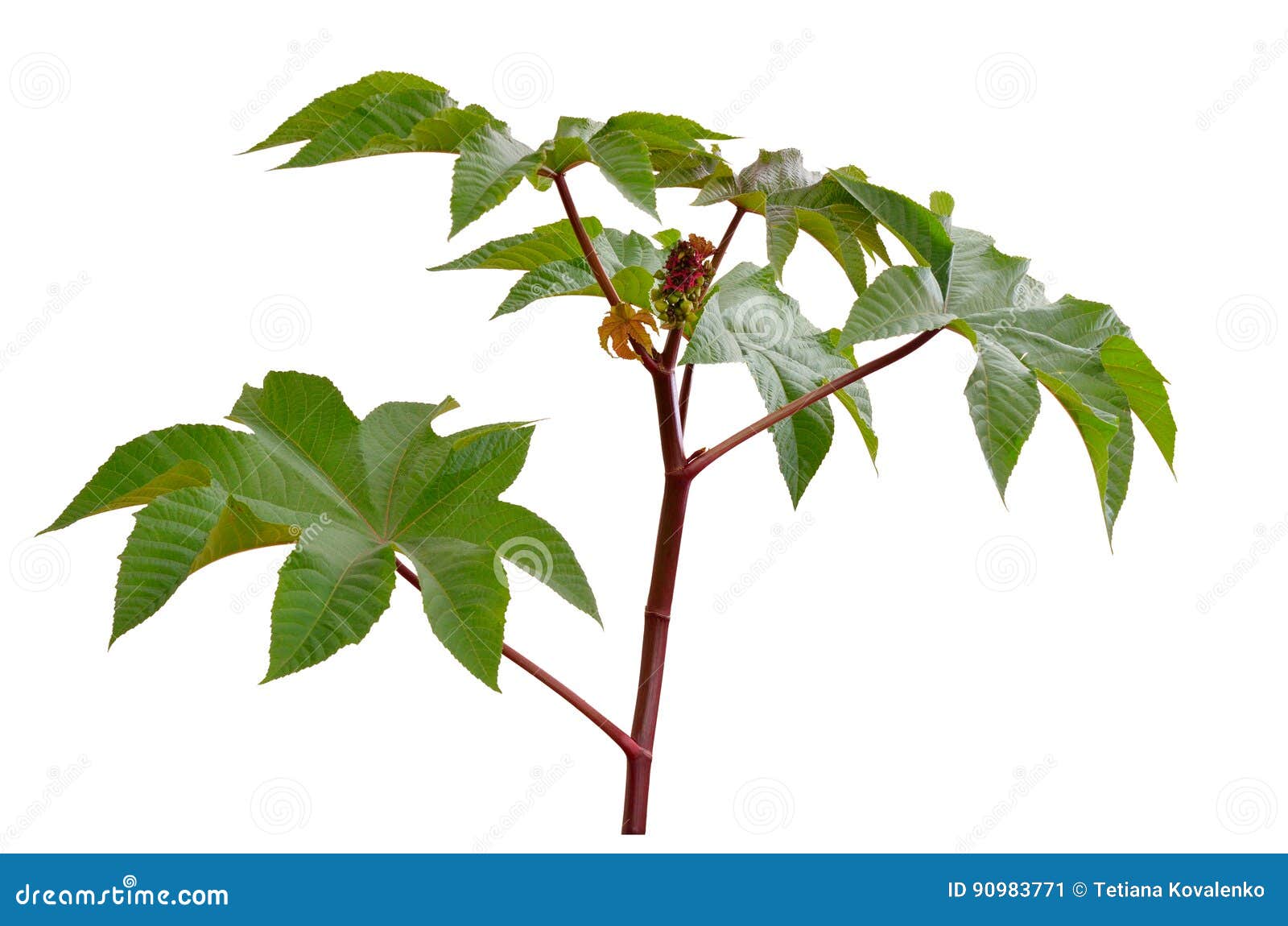 Ricinus Communis, Rizinuspflanze Oder Rizinus Stockbild - Bild von ...