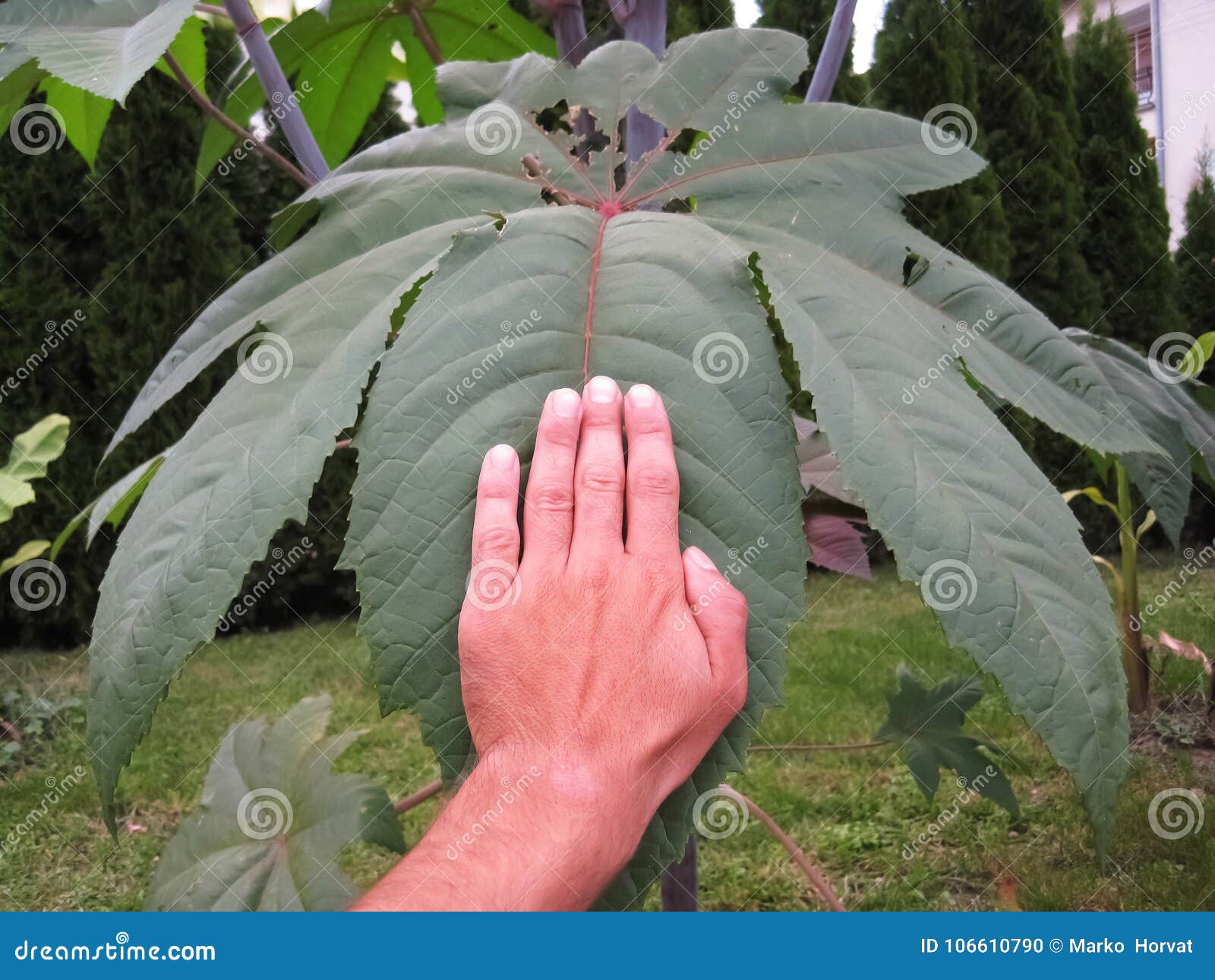 Ricinus leaf stock photo. Image of close, closeup, ricininae - 106610790