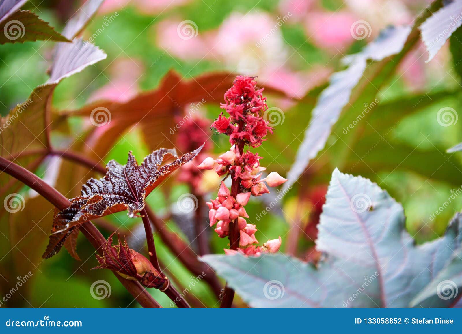 Ricinus tree stock photo. Image of plant, lice, rizinus - 133058852