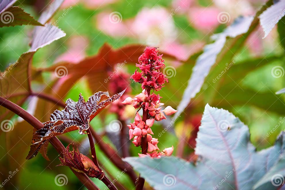 Ricinus tree stock photo. Image of plant, lice, rizinus - 133058852