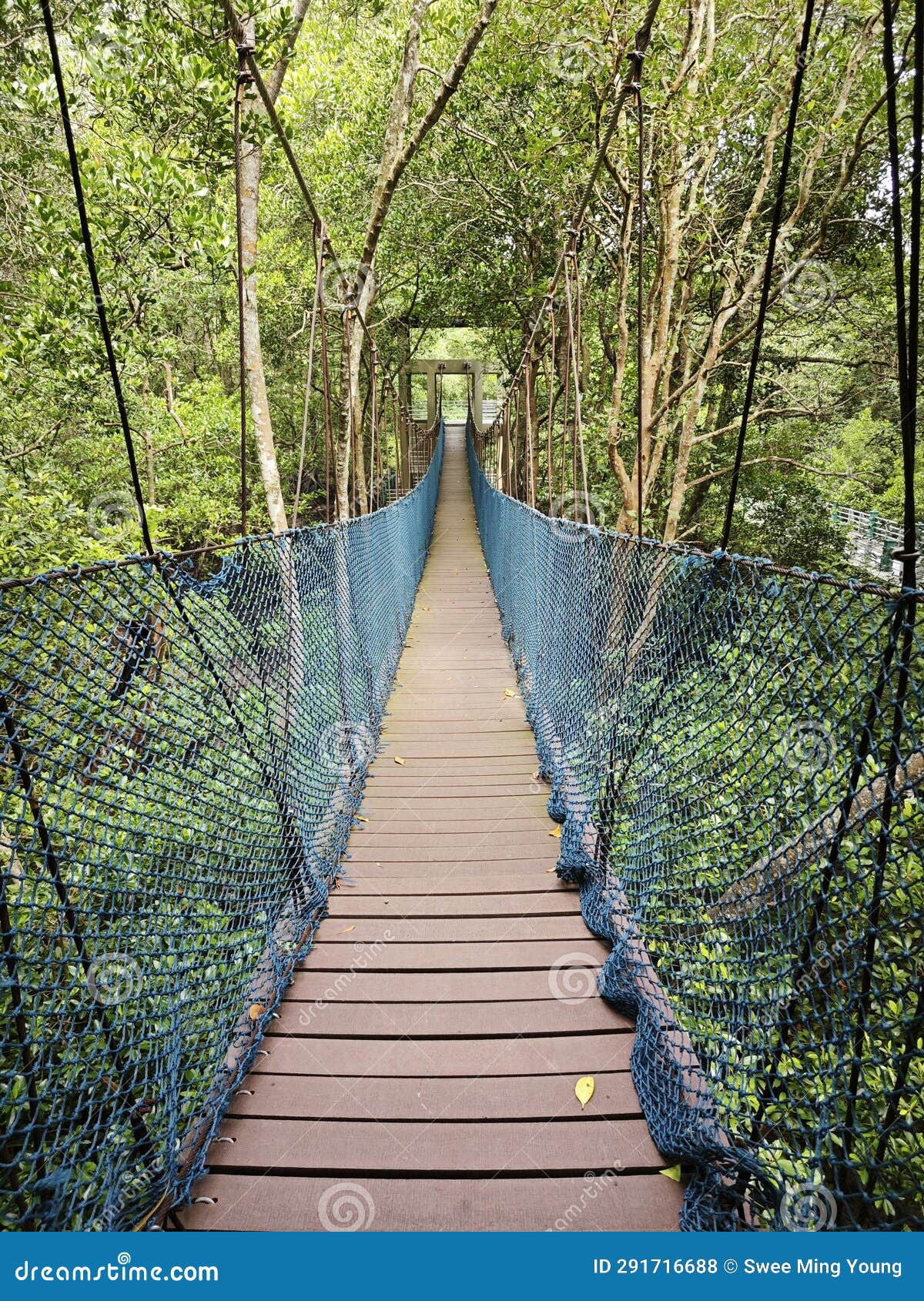 Rickety Rope Bridge at the Mangrove Forest Stock Photo - Image of link ...