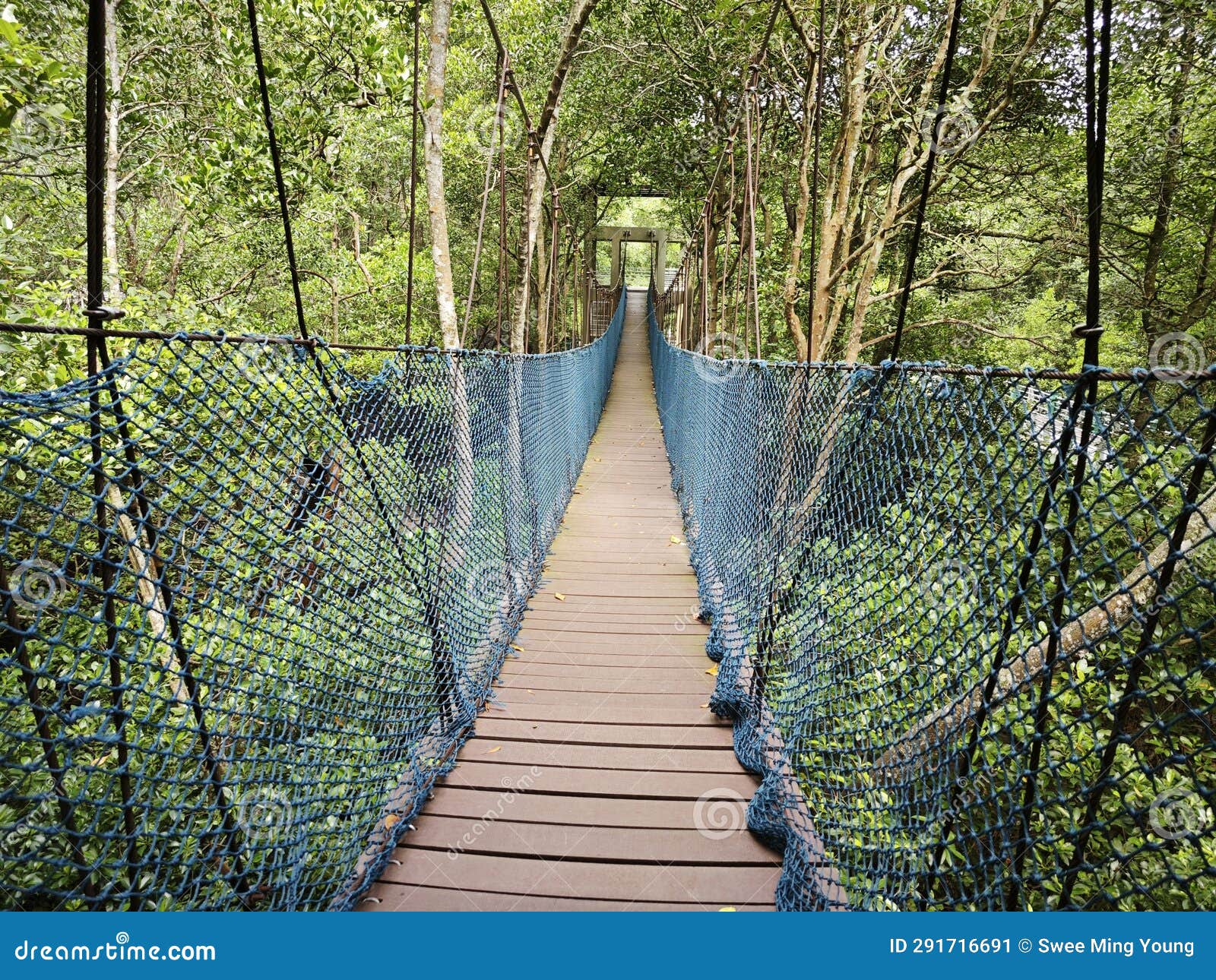 Rickety Rope Bridge at the Mangrove Forest Stock Image - Image of ...