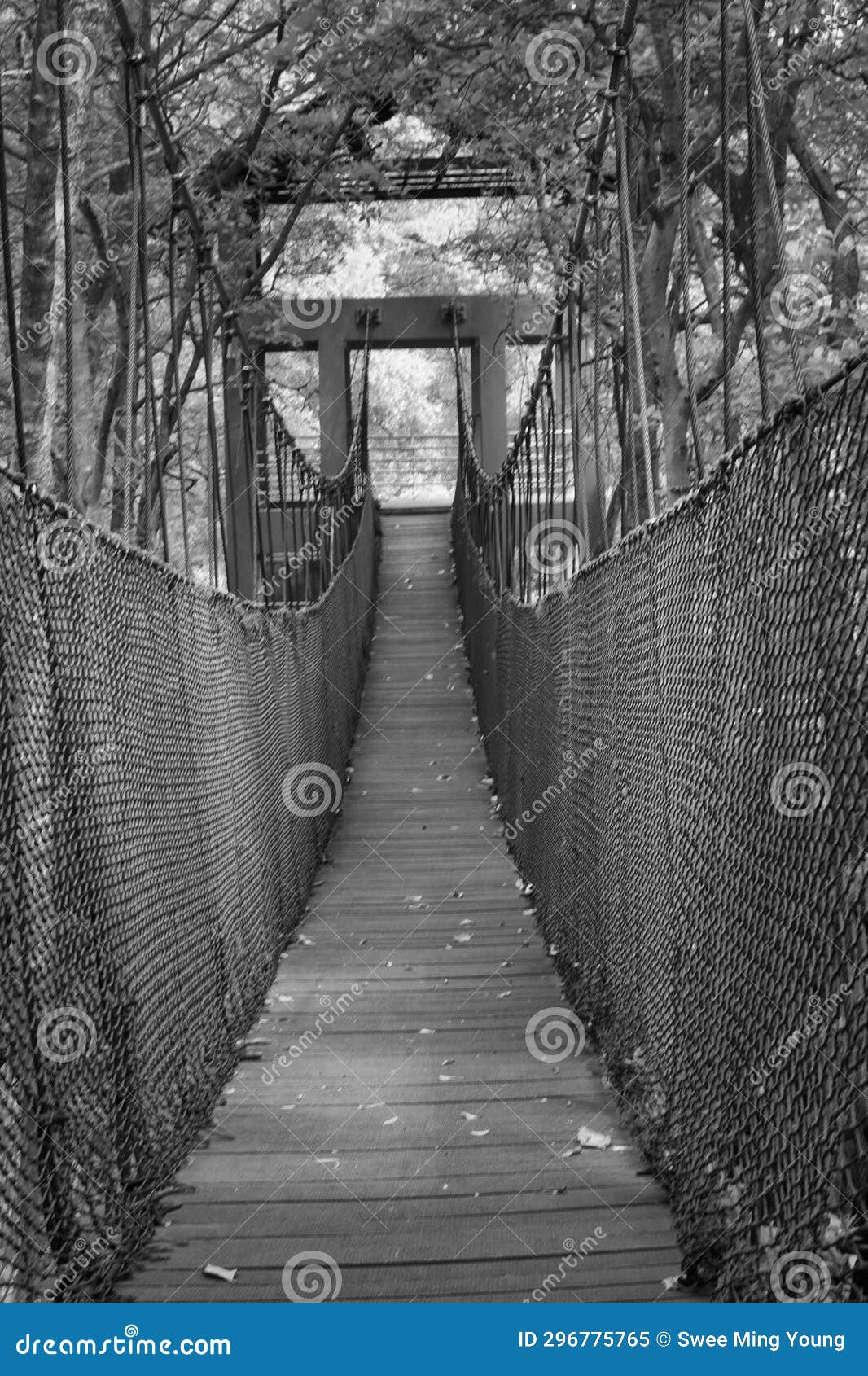 The Rickety Rope Bridge at the Mangrove Forest Stock Image - Image of ...