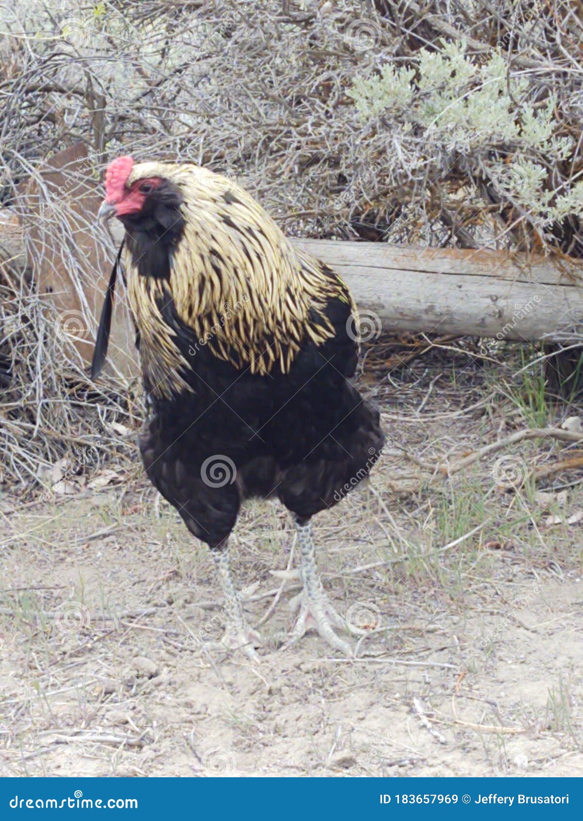 Ricky Rooster Looking at Camera Stock Image - Image of lifestyle ...