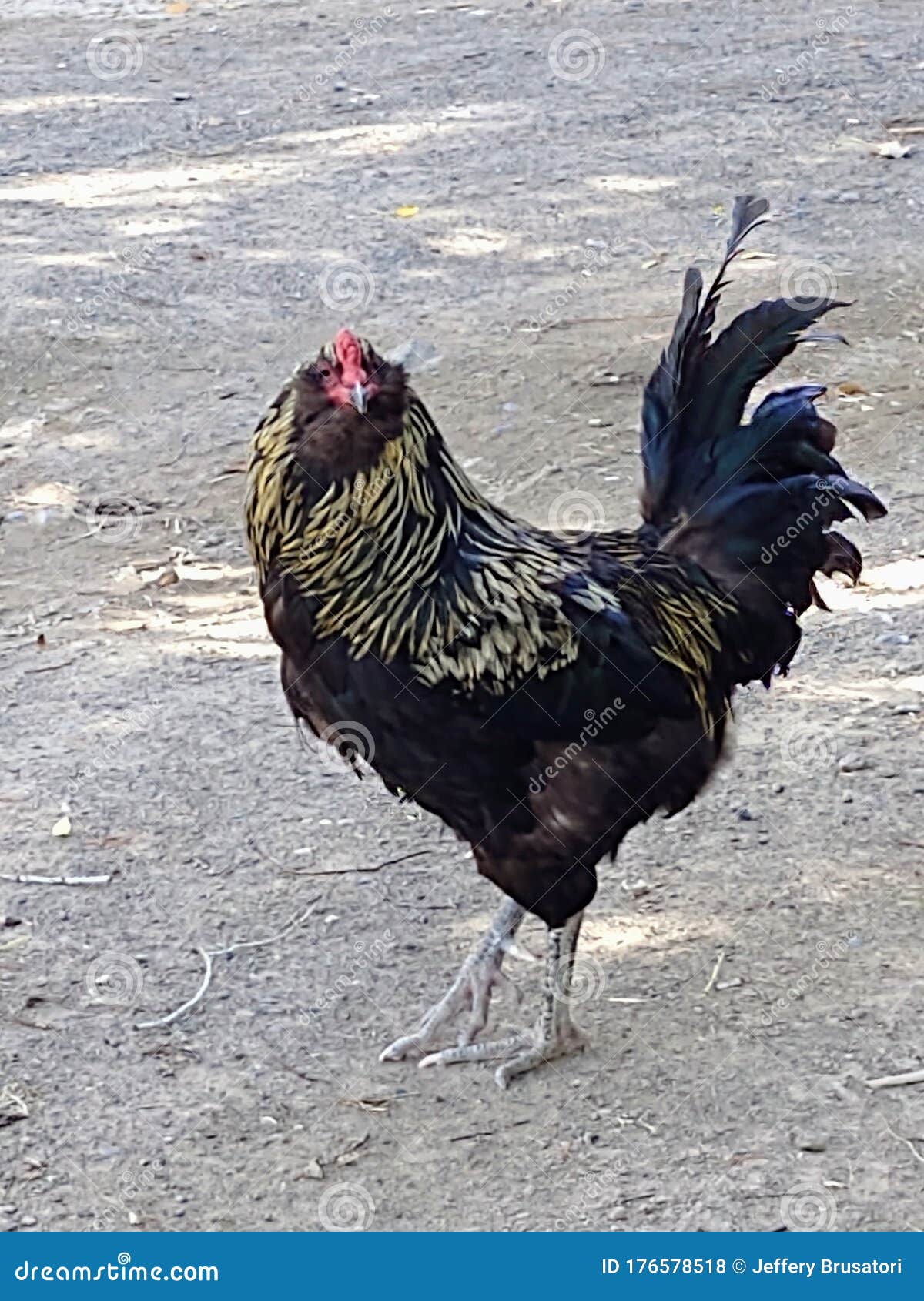 Ricky Rooster Posing for a Picture Stock Photo - Image of beak, wind ...