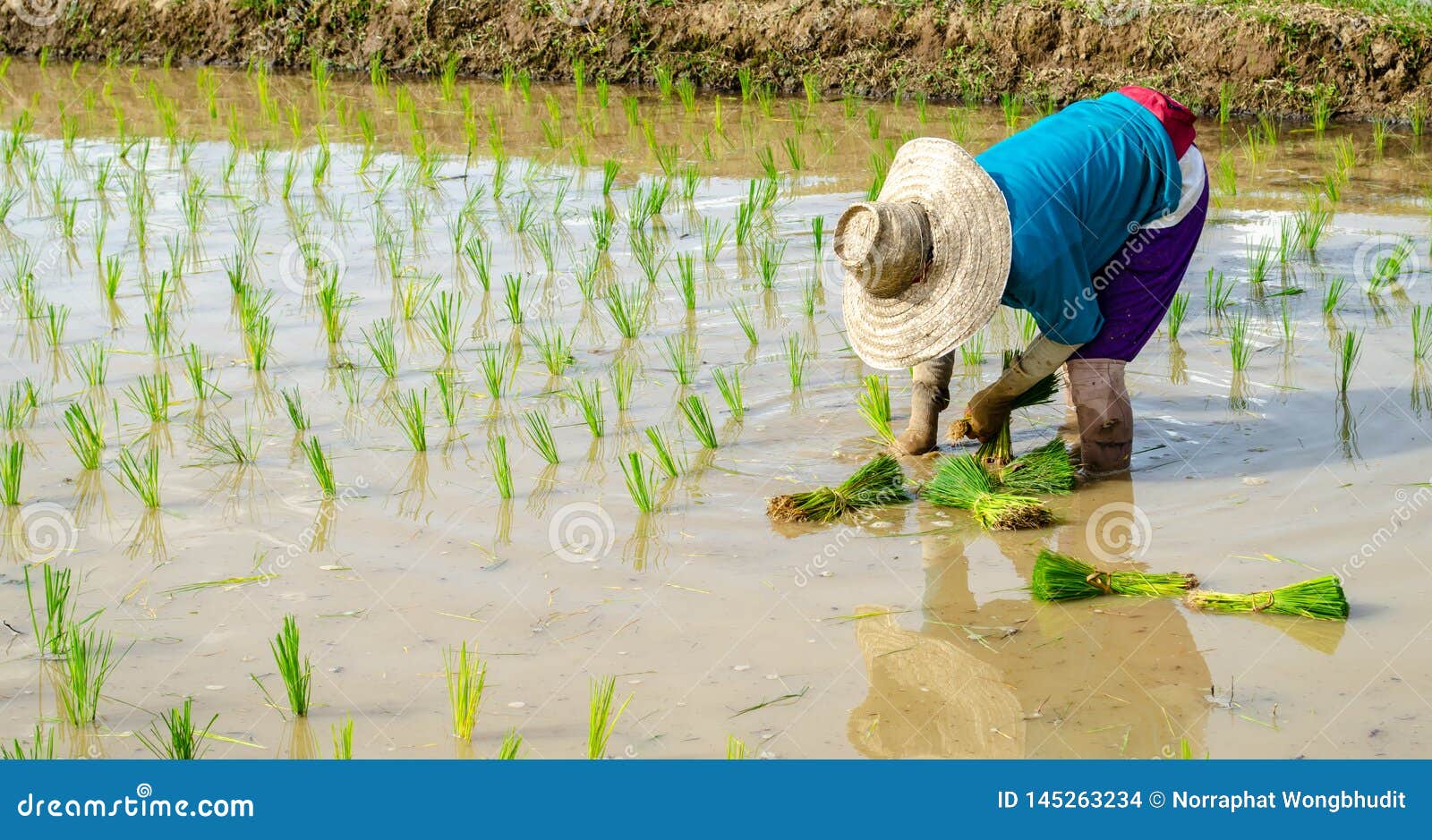 Ricw Field stock photo. Image of landscape, sunset, water - 145263234