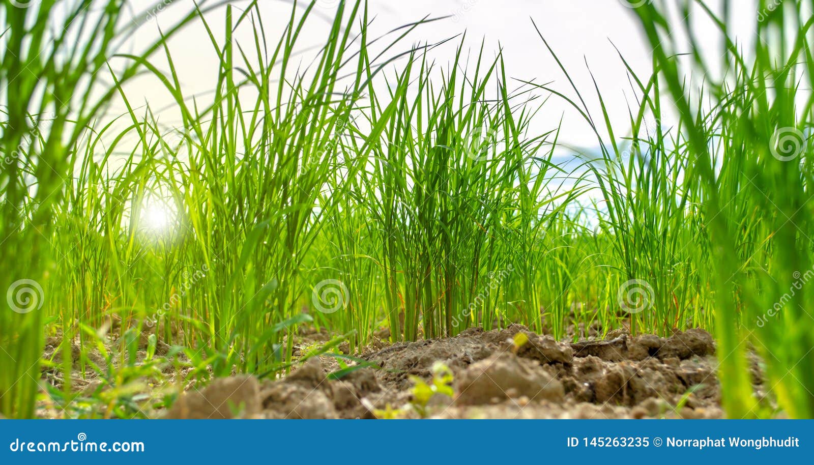 Ricw Field stock image. Image of light, food, farming - 145263235