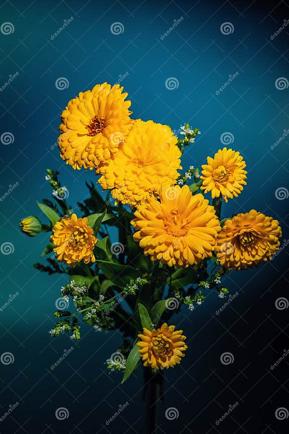 Riddles Bouquet on Blue Background Stock Image - Image of flower, multi ...