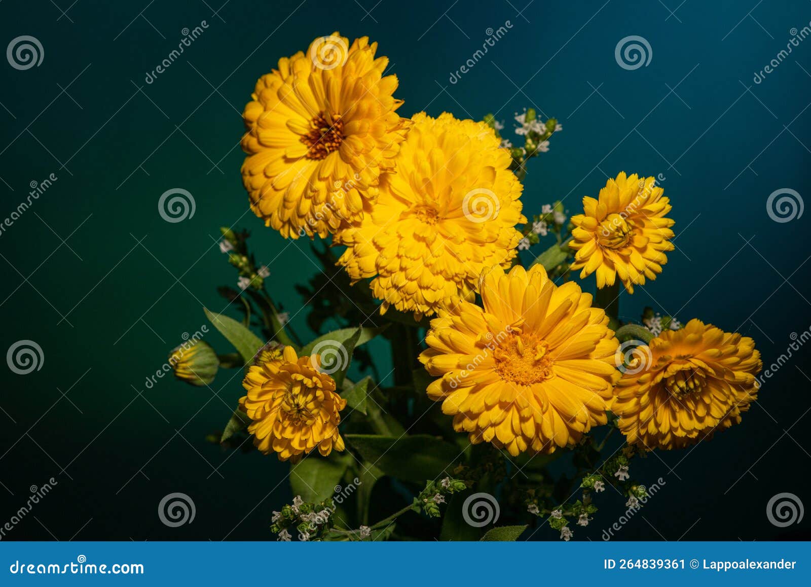 Riddles Bouquet on Blue Background Stock Image - Image of leaf, multi ...