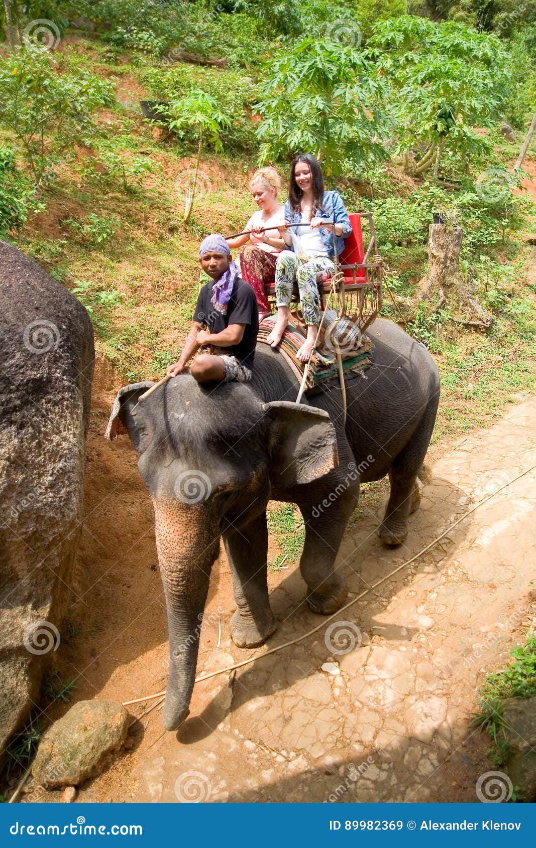 Ride the Indian elephant. editorial stock image. Image of phuket - 89982369