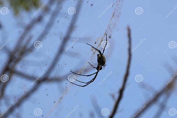 Ride the Spider stock image. Image of wildlife, twig - 281896903