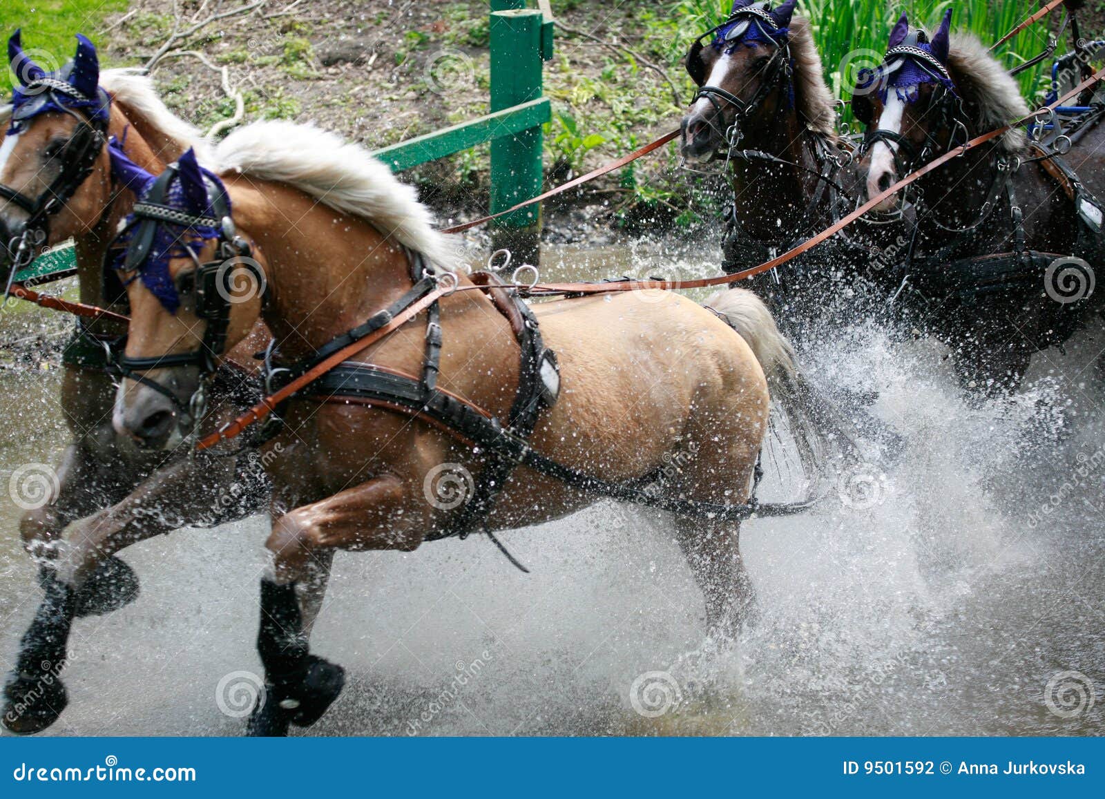 Ride through water stock photo. Image of ride, monarch - 9501592