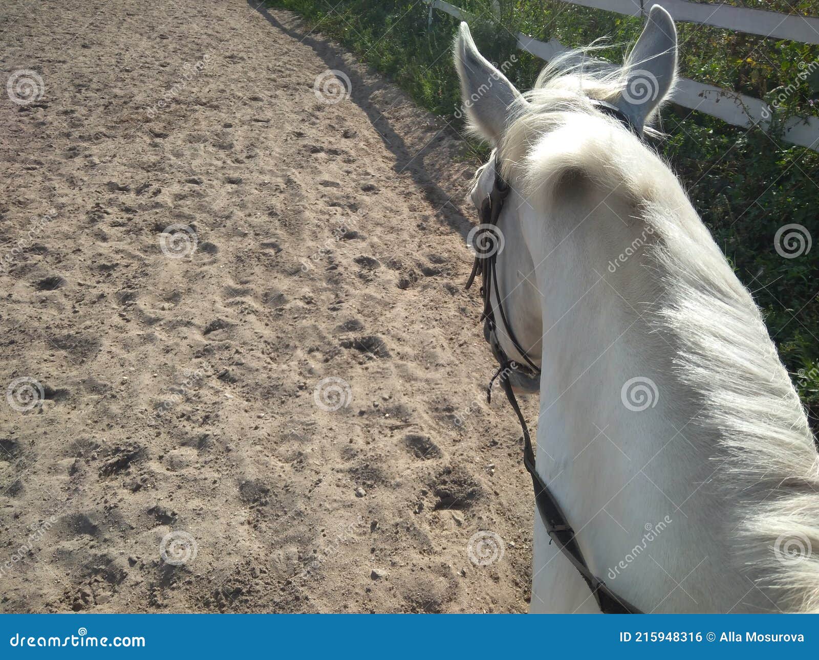 Ride on a White Horse the Rider Holds the Mane Stock Photo - Image of ...