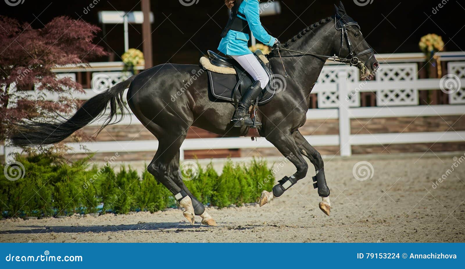 Rider on Bay Horse in Competitions Stock Photo - Image of event ...