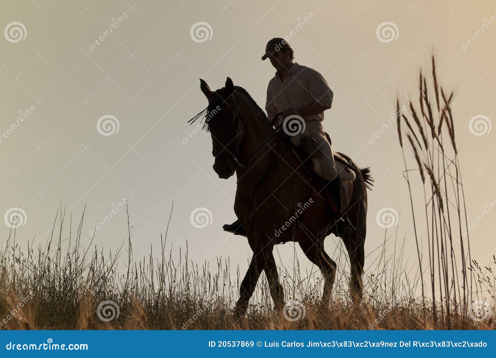 Rider with His Horse into the Sunset Stock Image - Image of stallion ...