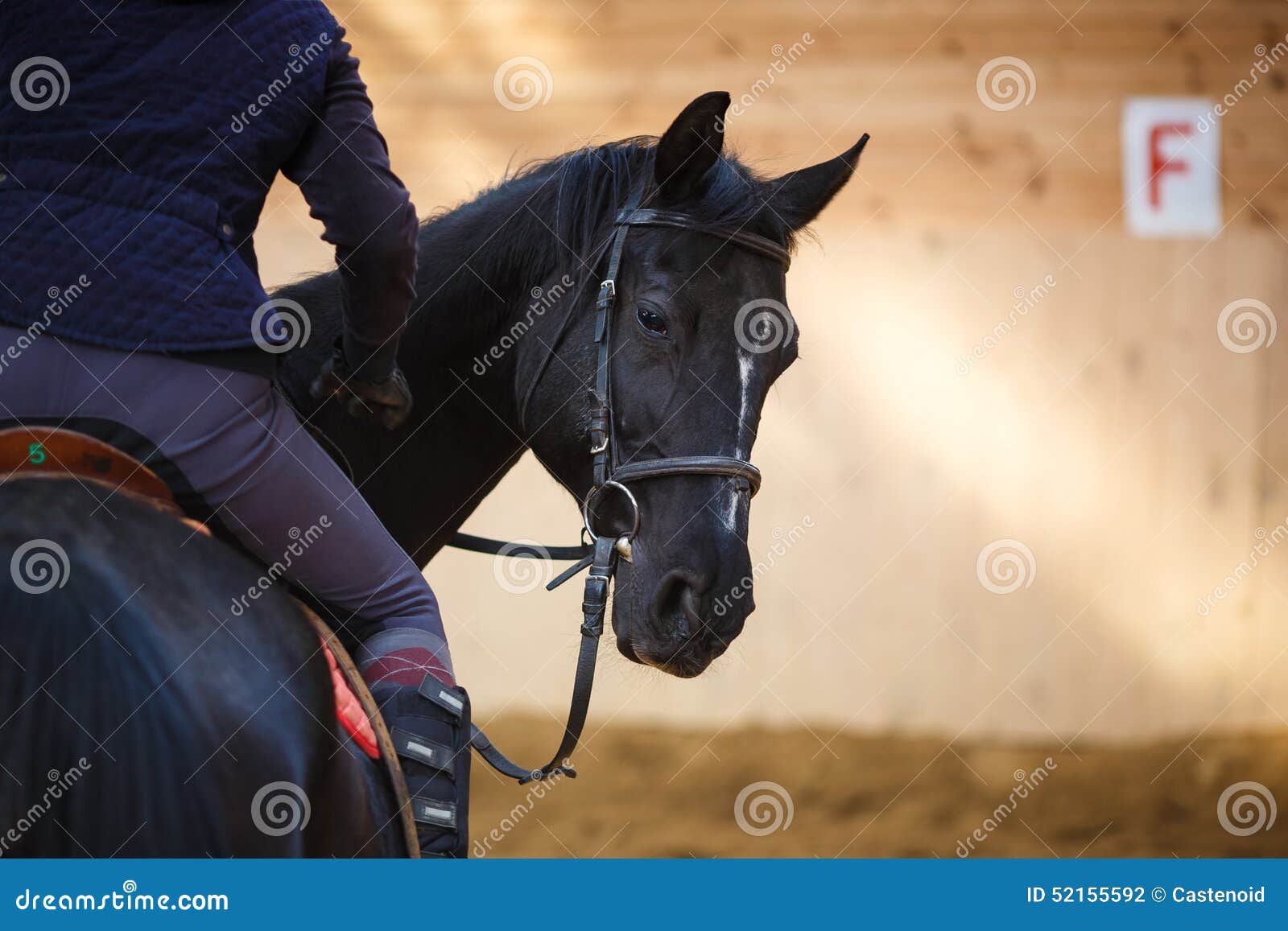 Rider on the horse stock photo. Image of people, body - 52155592