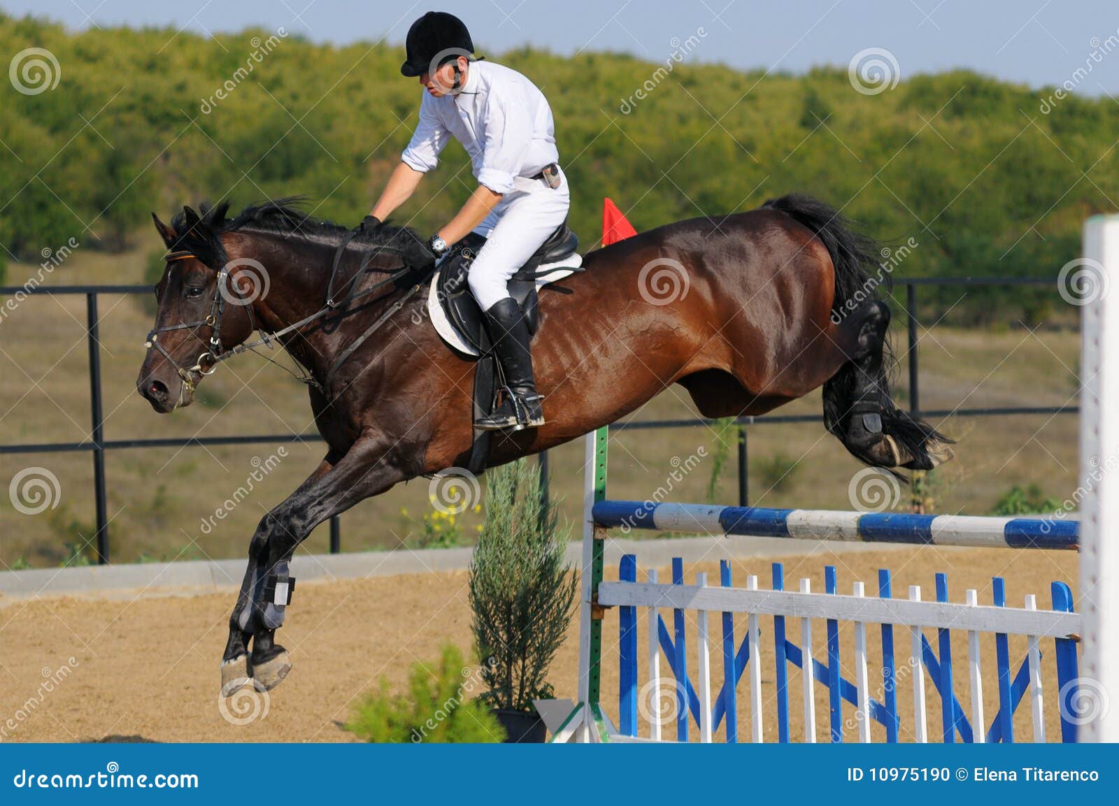 Rider in the jumping show stock photo. Image of champion - 10975190