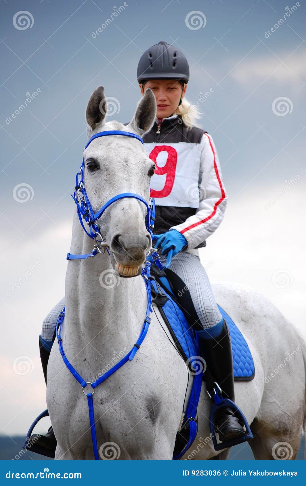 Rider on a Posh White Horse Stock Photo - Image of competition, count ...