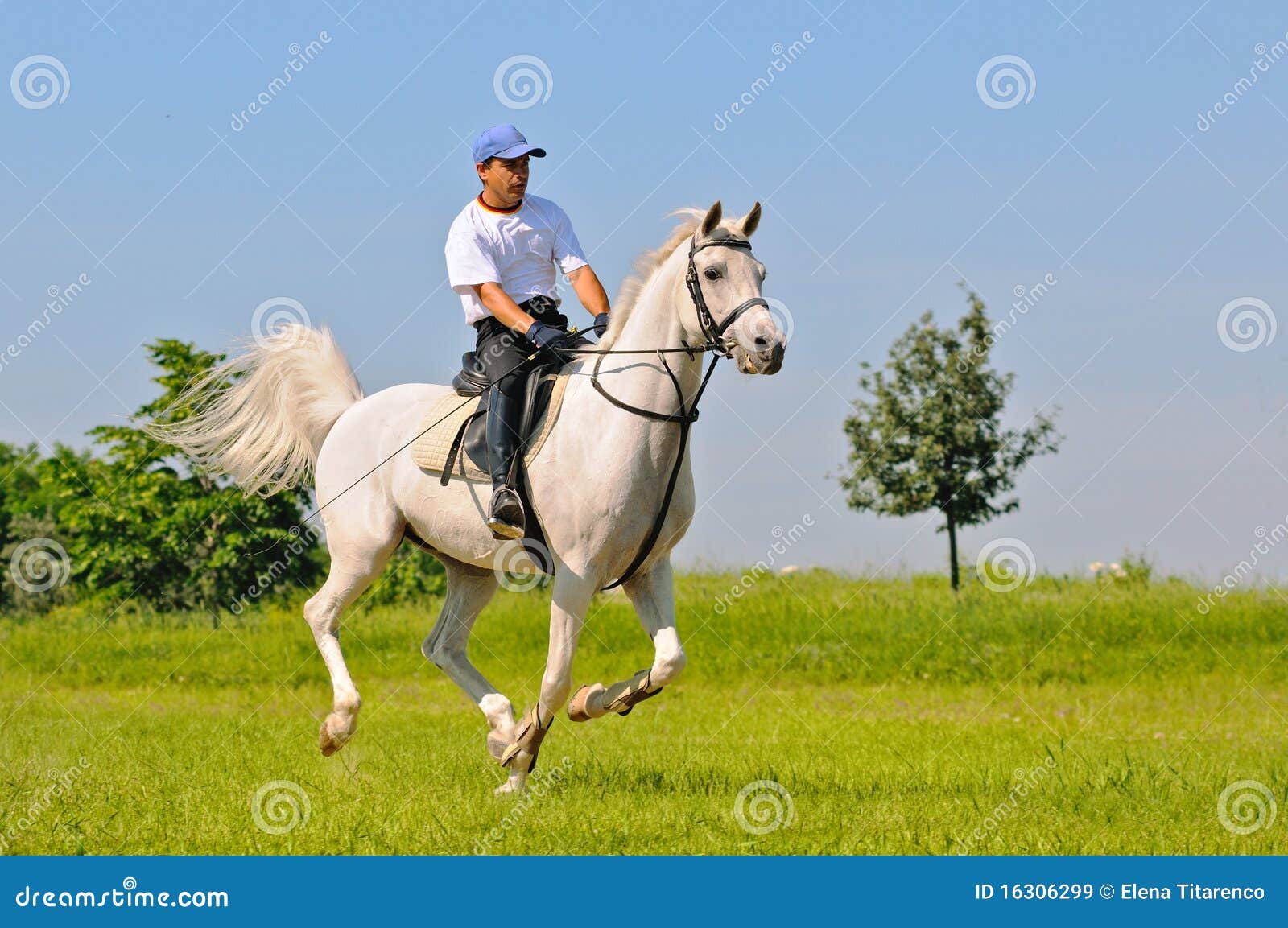 Rider on White Arabian Horse Stock Image - Image of green, champion ...