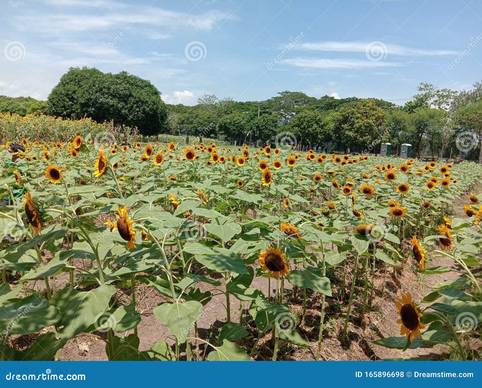 Rides at Sunflower Farm - Jala Jala Rizal Stock Photo - Image of rides ...