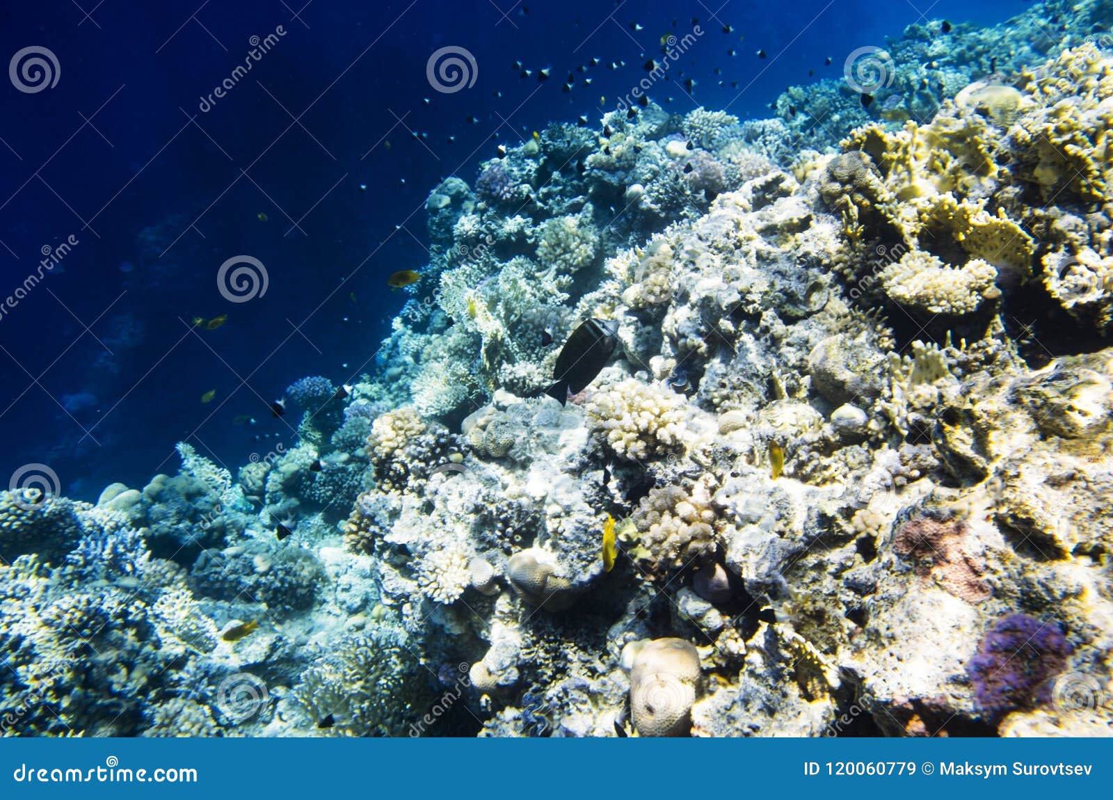 The Ridge of the Coral Reef Stock Image - Image of aquarium, depth ...