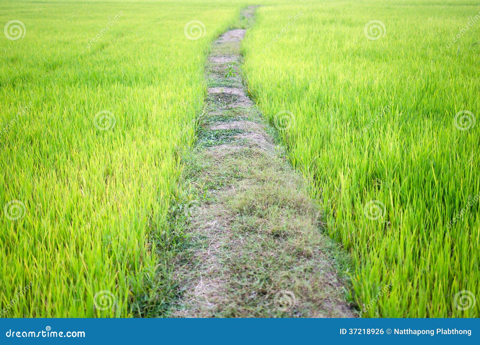 Ridge of farmer life stock photo. Image of florist, crop - 37218926