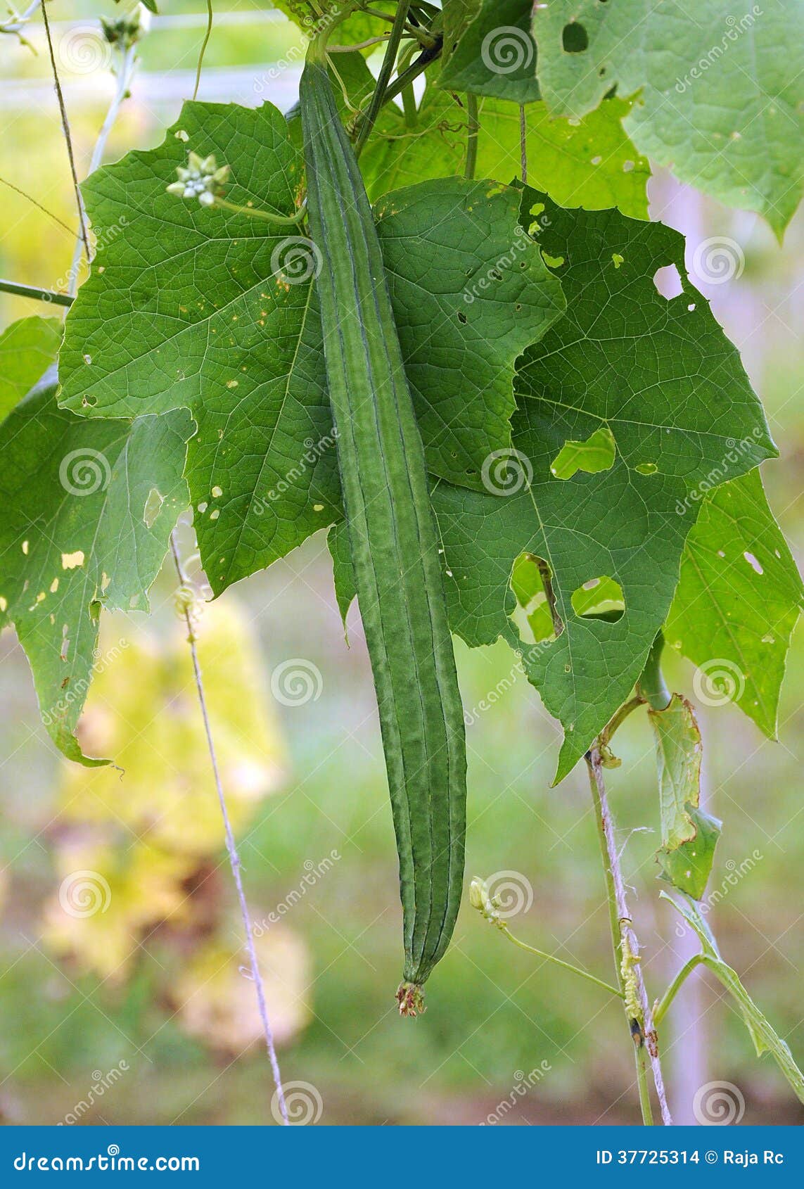 Ridge gourd stock photo. Image of green, background, agriculture - 37725314