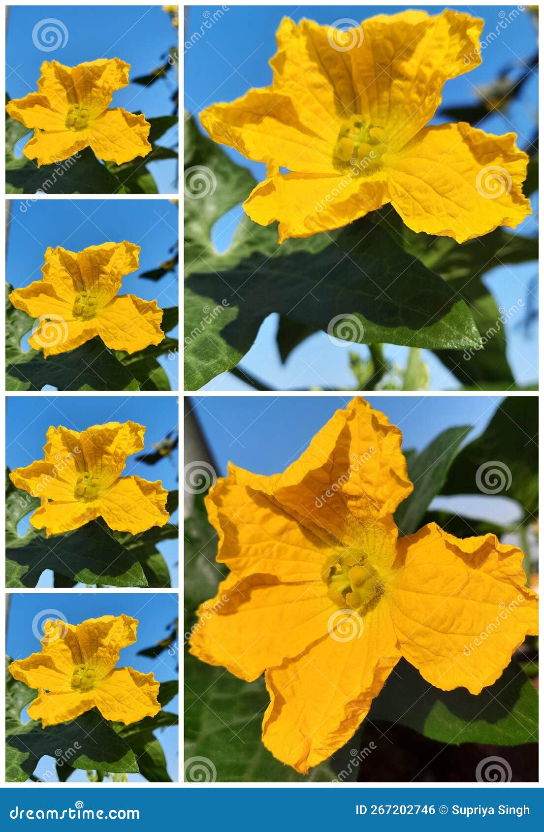 Ridge Gourd Flower Collage Wallpaper Stock Photo - Image of gourd ...