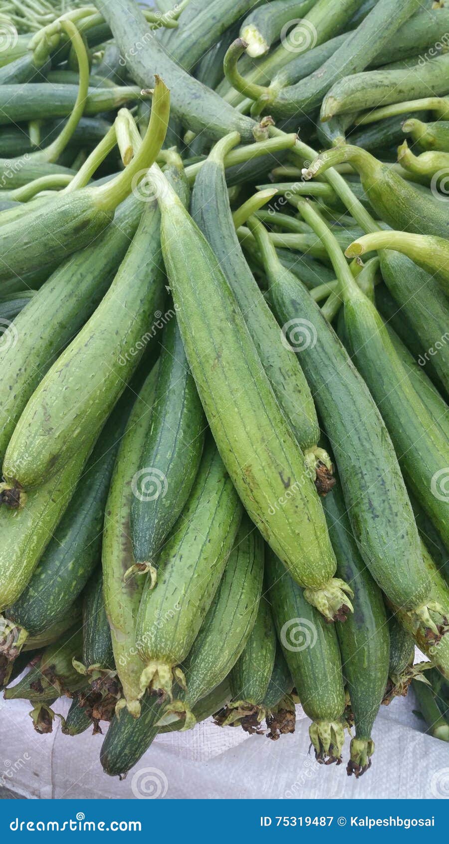 Ridge gourd vegetable stock image. Image of green, gourd - 75319487