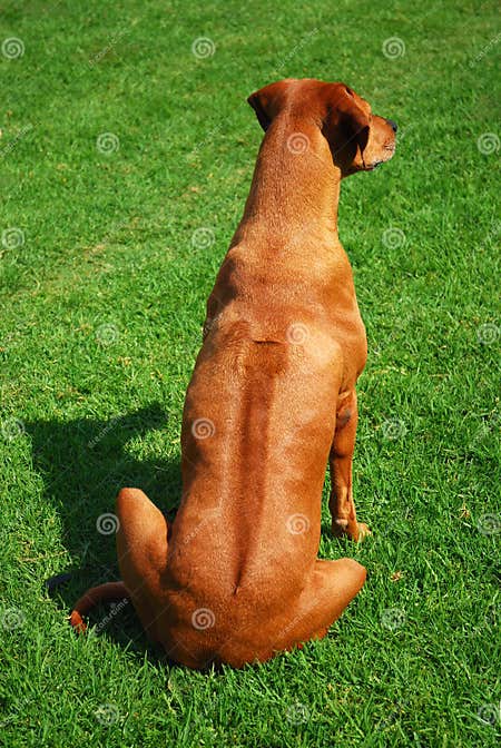 Ridge of Rhodesian Ridgeback Stock Photo - Image of canine, africa ...